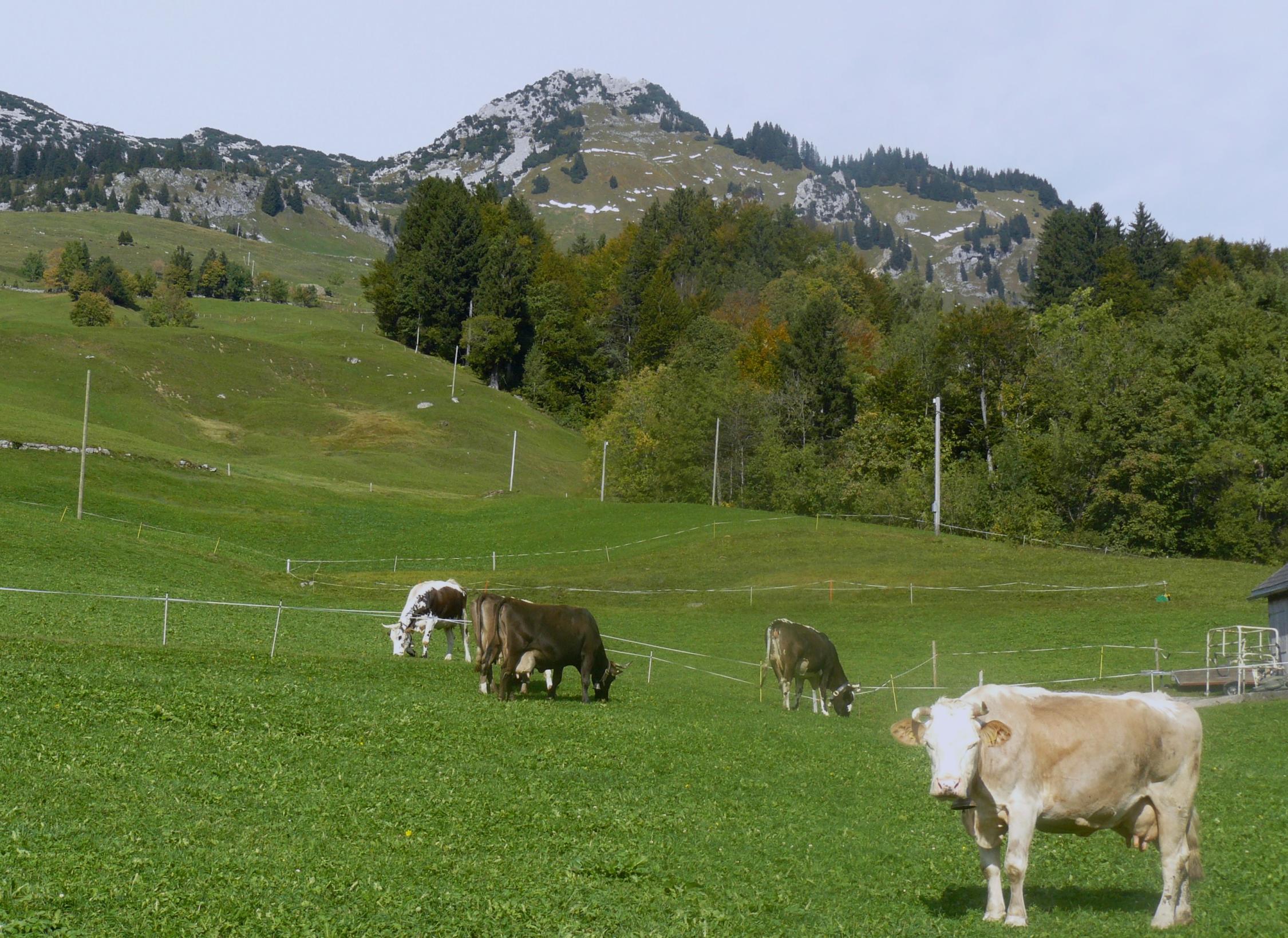 Raaberg (1723m) (1723m): Aktuelle Verhältnisse vom 15.10.2013 auf der ...