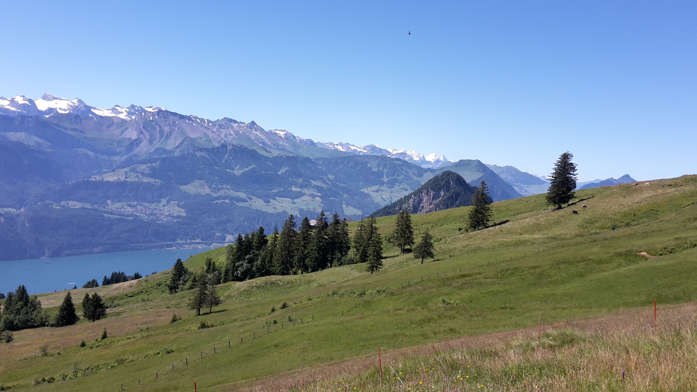 Rigi Dossen (1685m) (1685m): Aktuelle Verhältnisse vom 17.07.2016 auf ...