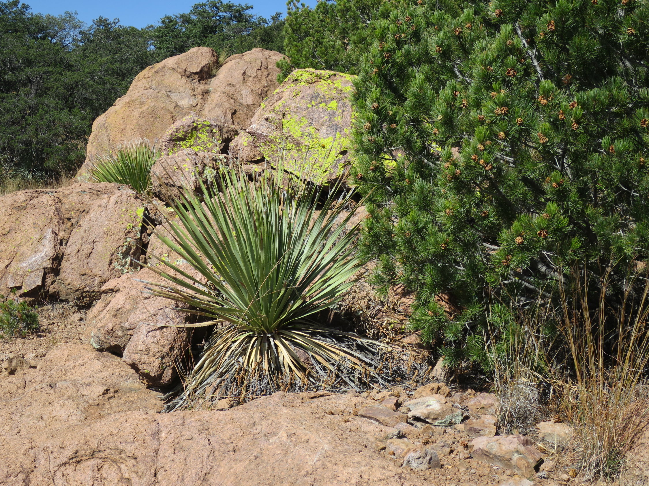Juniper Flats Ost und West Gipfel (2280m) (2280m): Aktuelle ...