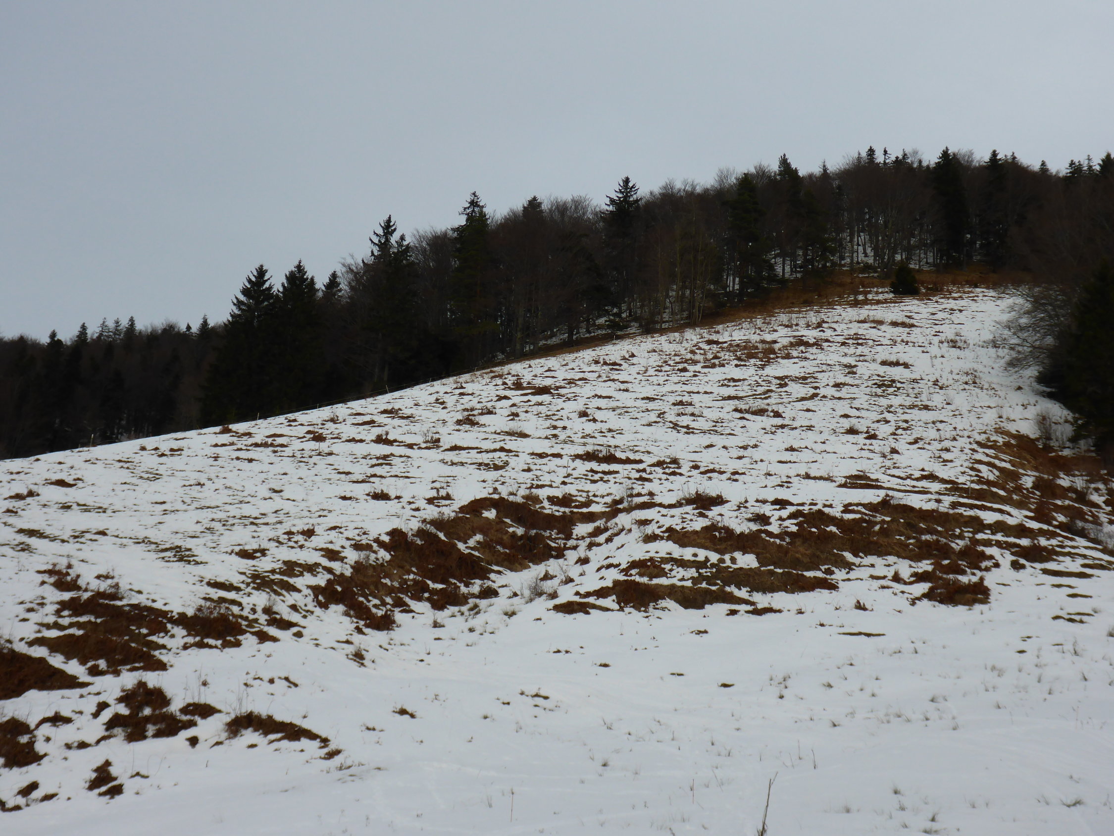 Hohe Winde (1204m) (1204m): Aktuelle Verhältnisse vom 28.01.2017 auf ...