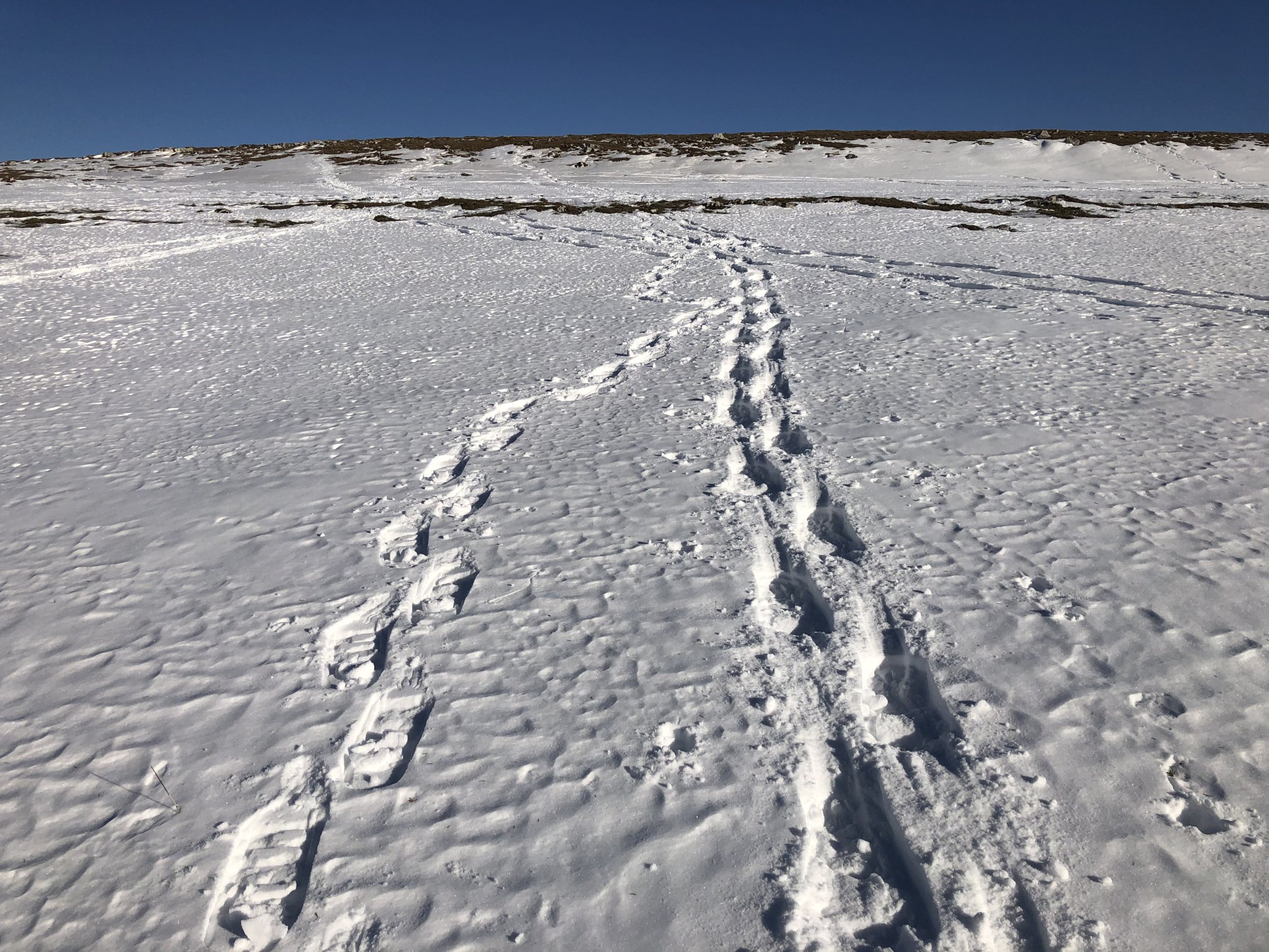 Le Soliat (1464m) (1464m): Aktuelle Verhältnisse vom 02.01.2020 auf der ...