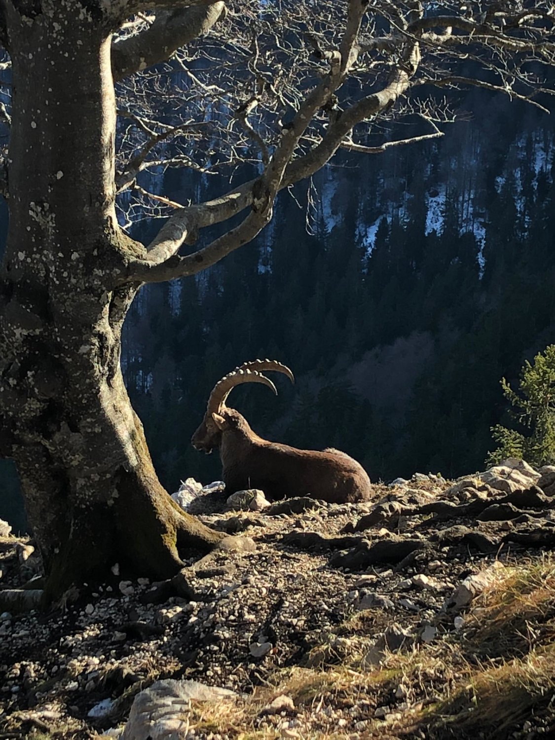 Le Soliat (1464m) (1464m): Aktuelle Verhältnisse vom 02.01.2020 auf der ...