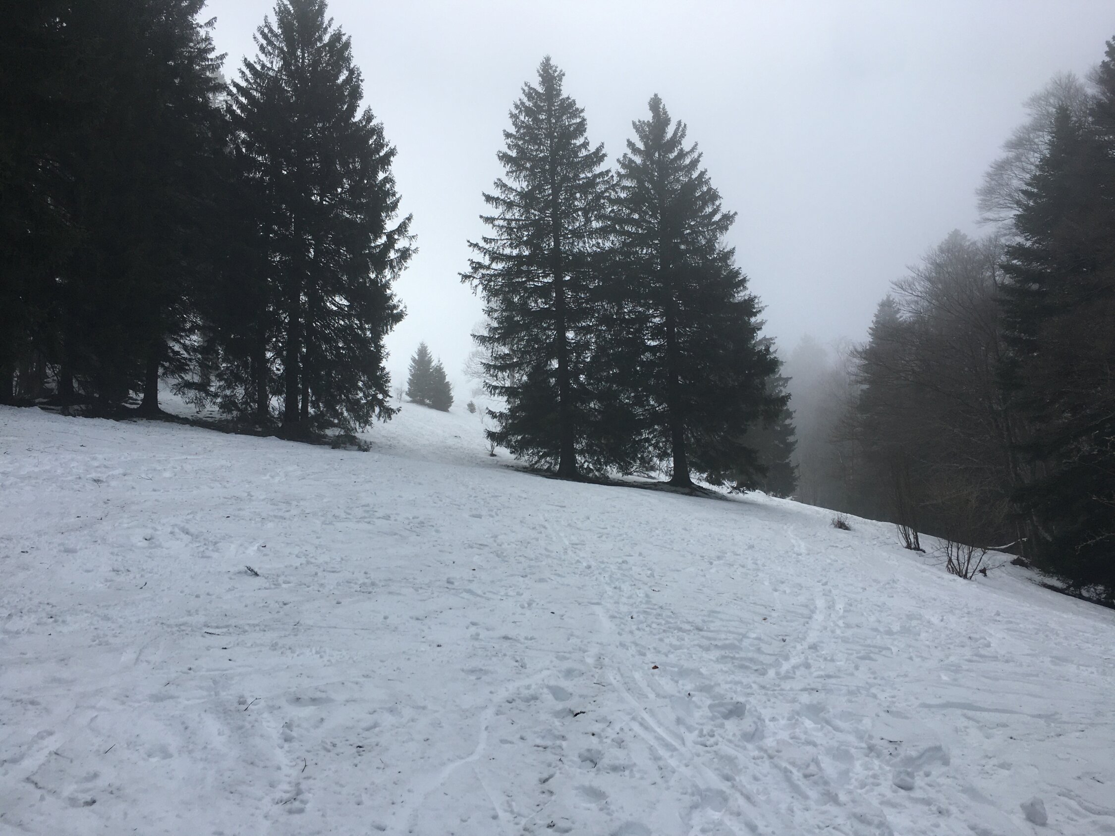 Hohe Winde (1204m) (1204m): Aktuelle Verhältnisse vom 18.01.2022 auf ...