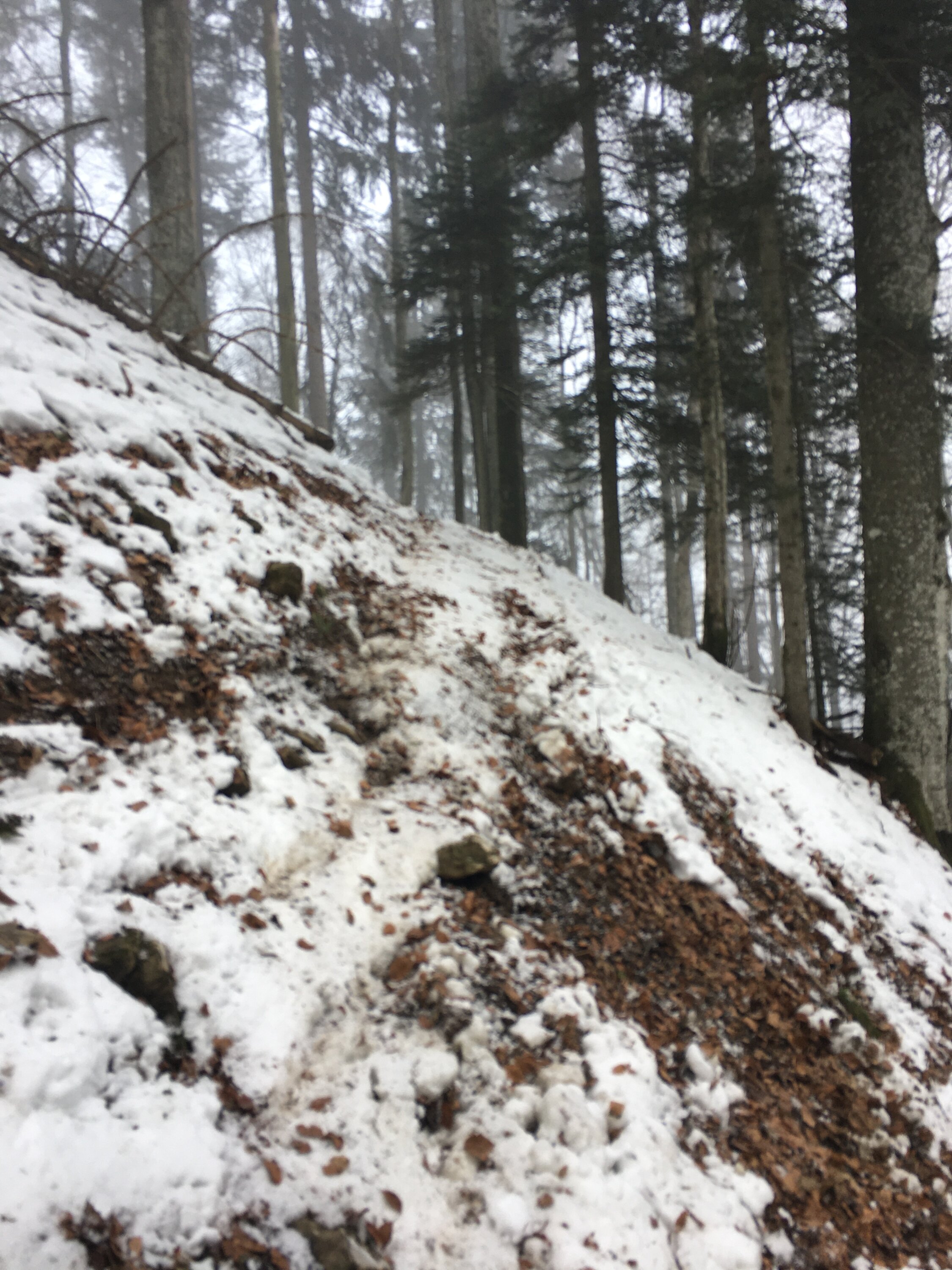 Hohe Winde (1204m) (1204m): Aktuelle Verhältnisse vom 18.01.2022 auf ...